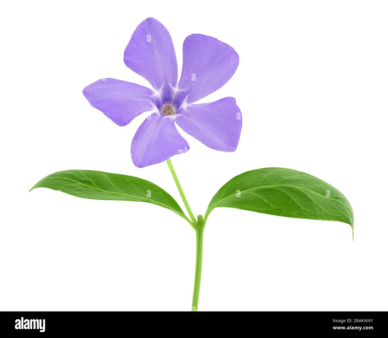wild periwinkle flowers isolated on white background Stock Photo - Alamy