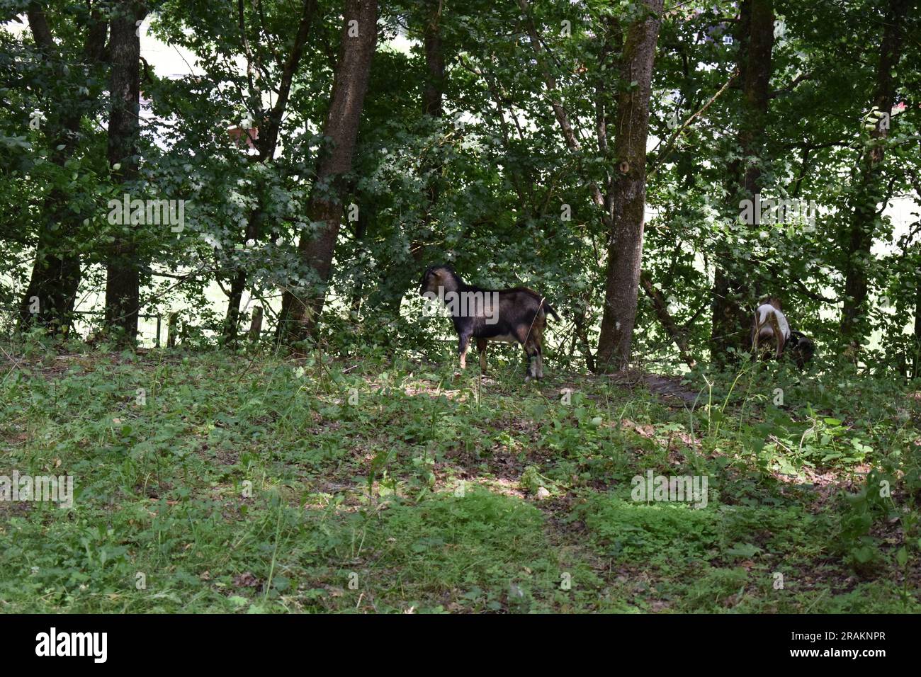 wild goats in the forest Stock Photo - Alamy