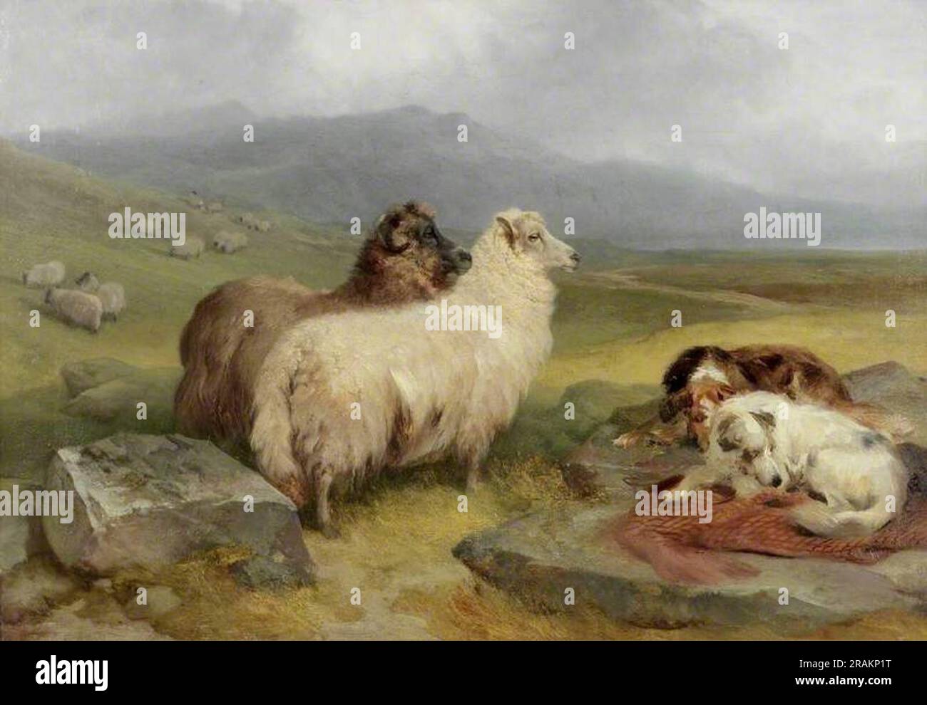 Highland Landscape with Sheep and Dogs by James Campbell Noble Stock ...