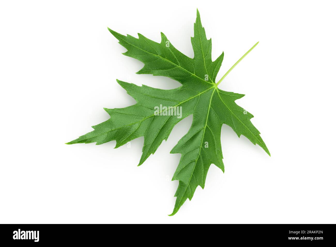 Silver maple acer saccharinum Cut Out Stock Images & Pictures - Alamy
