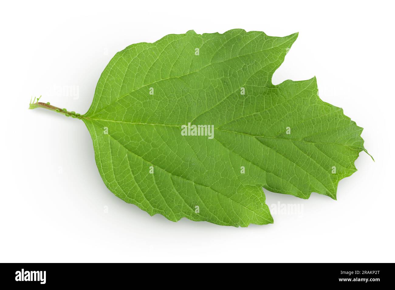 Green Viburnum leaf isolated on white background Stock Photo - Alamy