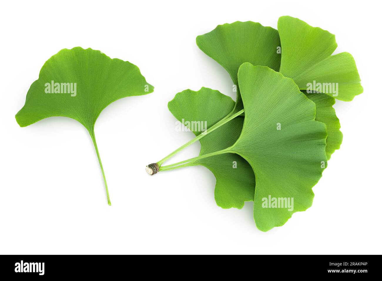 Top view ginkgo tree isolated hi-res stock photography and images - Alamy