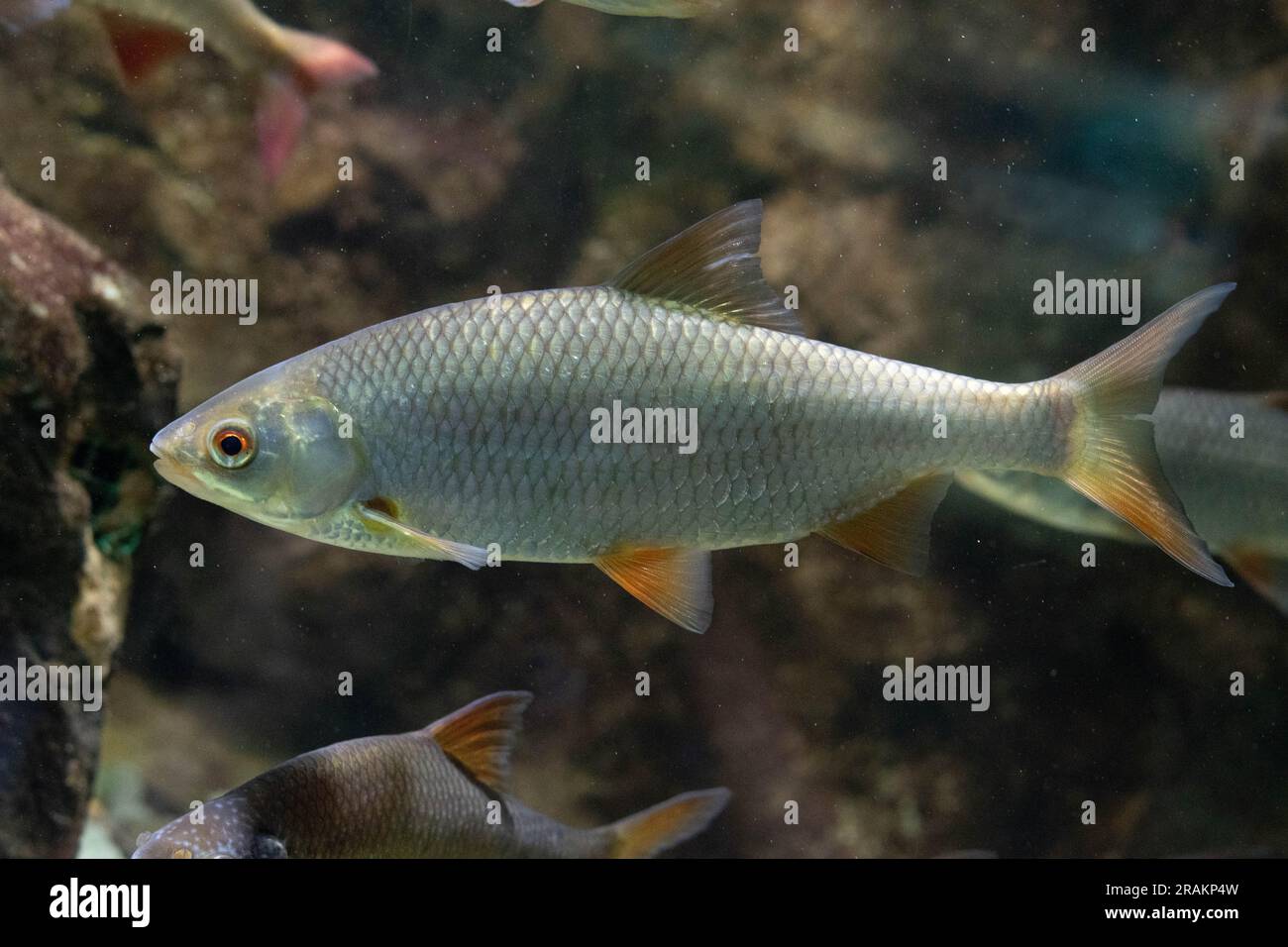 Fish roach uk hi-res stock photography and images - Alamy
