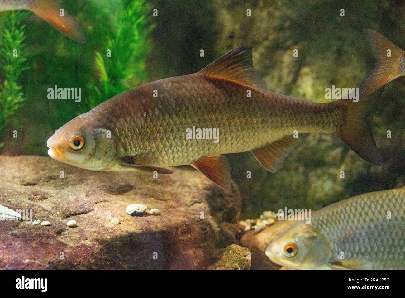 Fish roach uk hi-res stock photography and images - Alamy