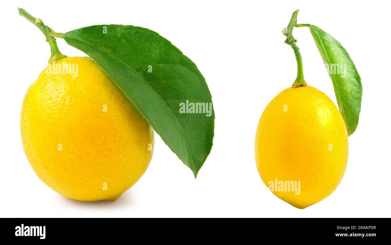 Lemon with leaf isolated on white background Stock Photo - Alamy