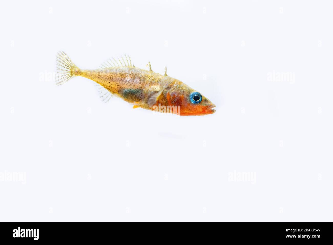 three spined stickleback on white background Stock Photo - Alamy