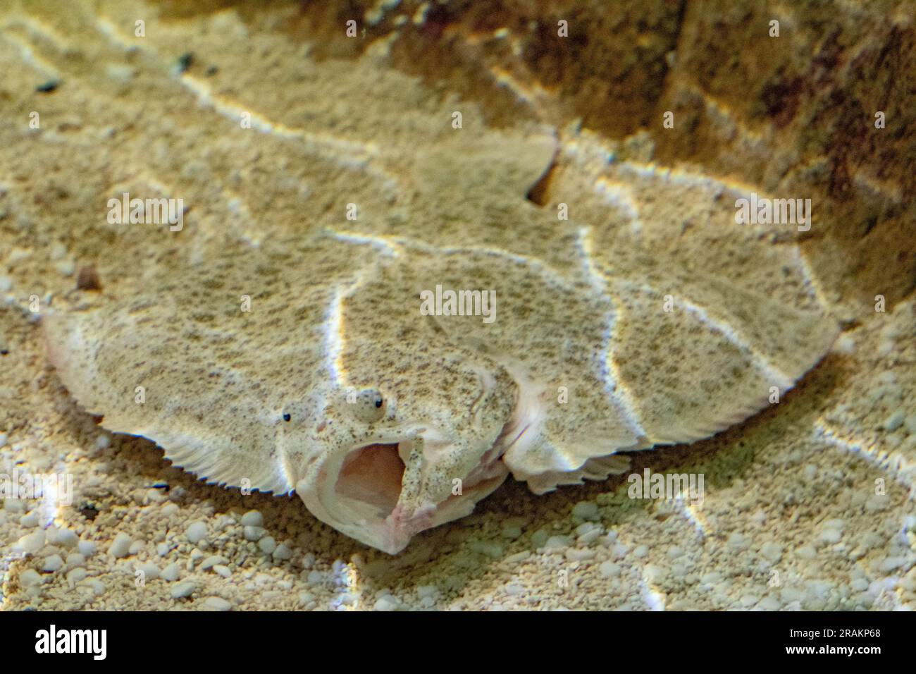 Turbot uk hi-res stock photography and images - Alamy