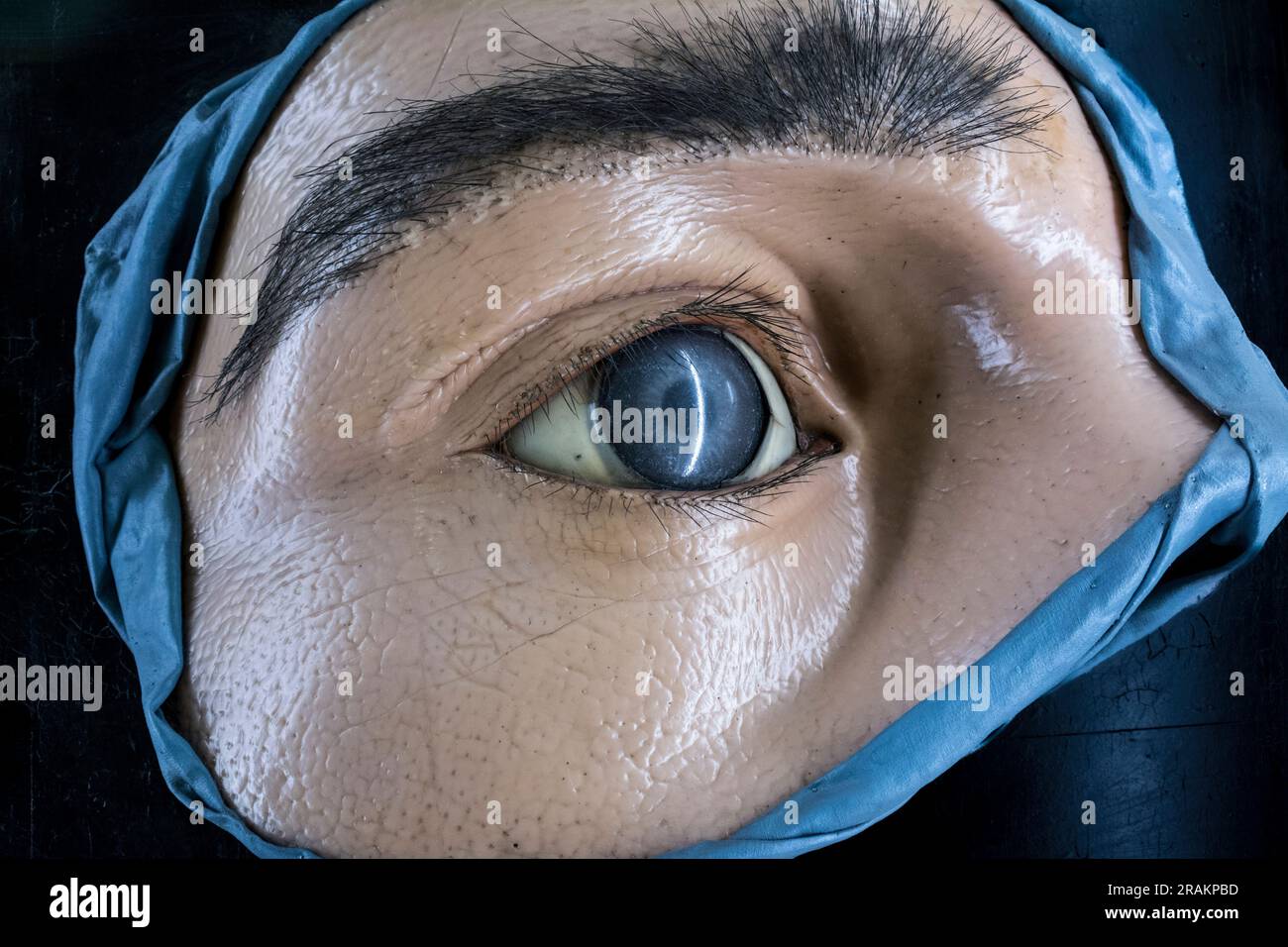 Anatomical wax models in the Istituto di Anatomia Umana Normale in ...