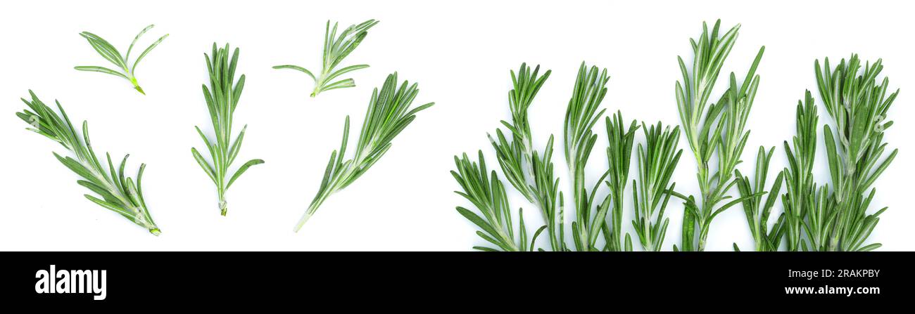 Fresh green rosemary isolated on a white background. Top view. Flat lay ...