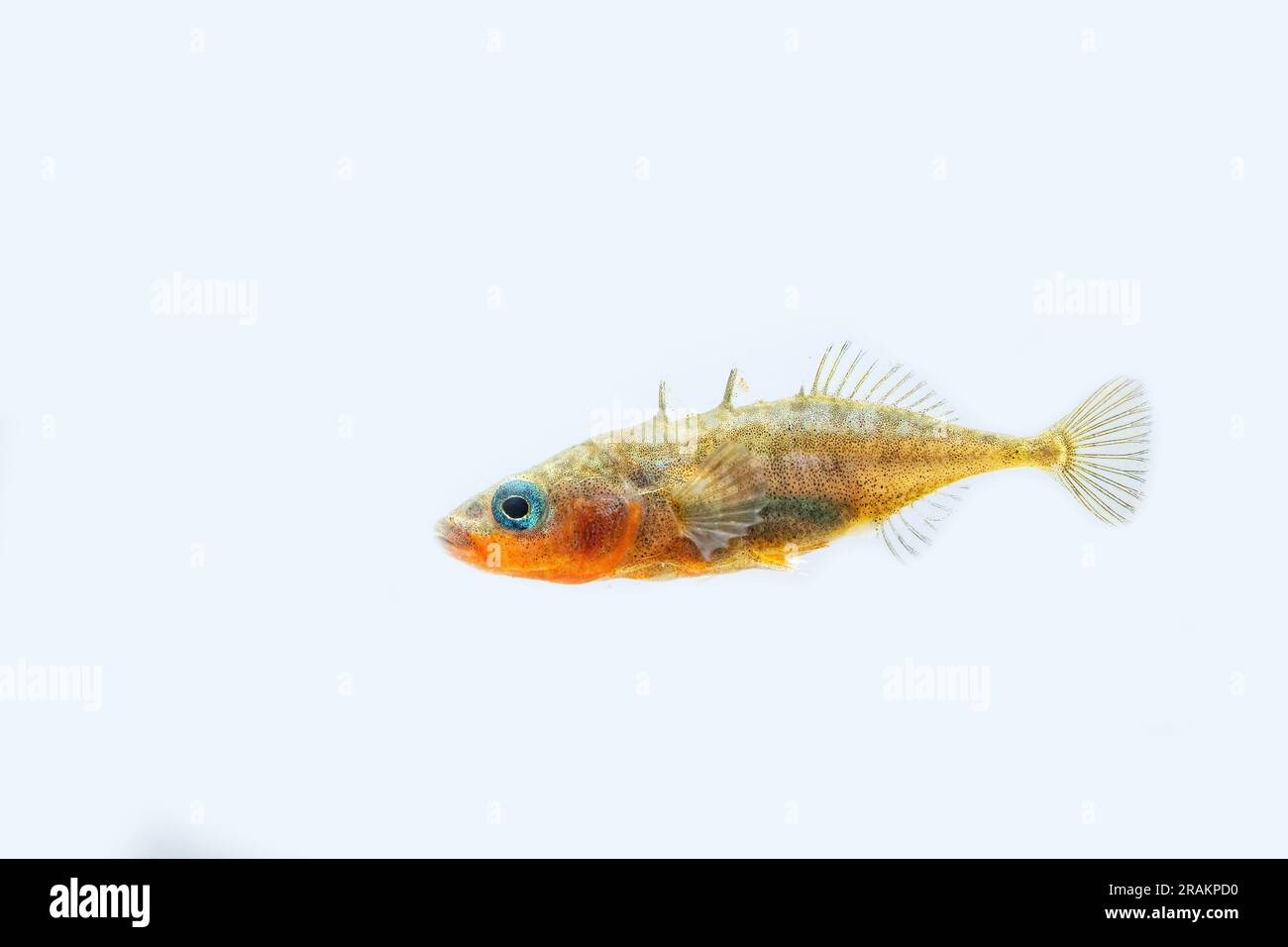 Three spined stickleback hi-res stock photography and images - Alamy