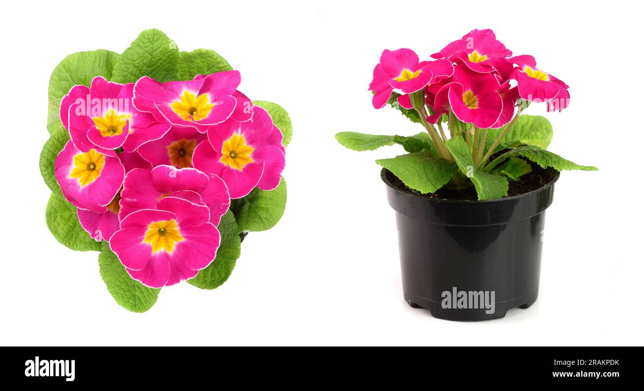 Primula polyanthus Cut Out Stock Images & Pictures - Alamy