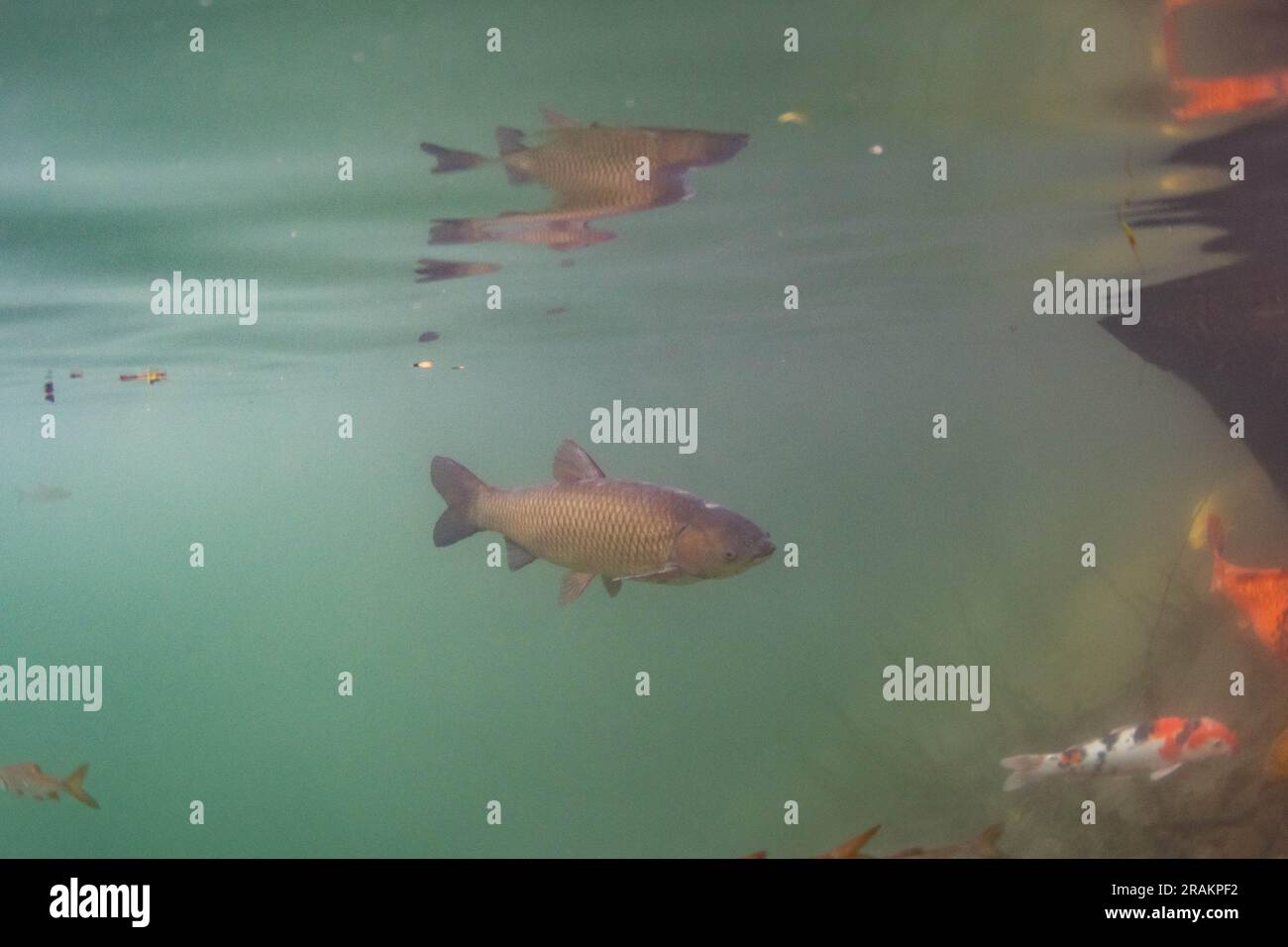 large grass carp swimming in a lake Stock Photo - Alamy
