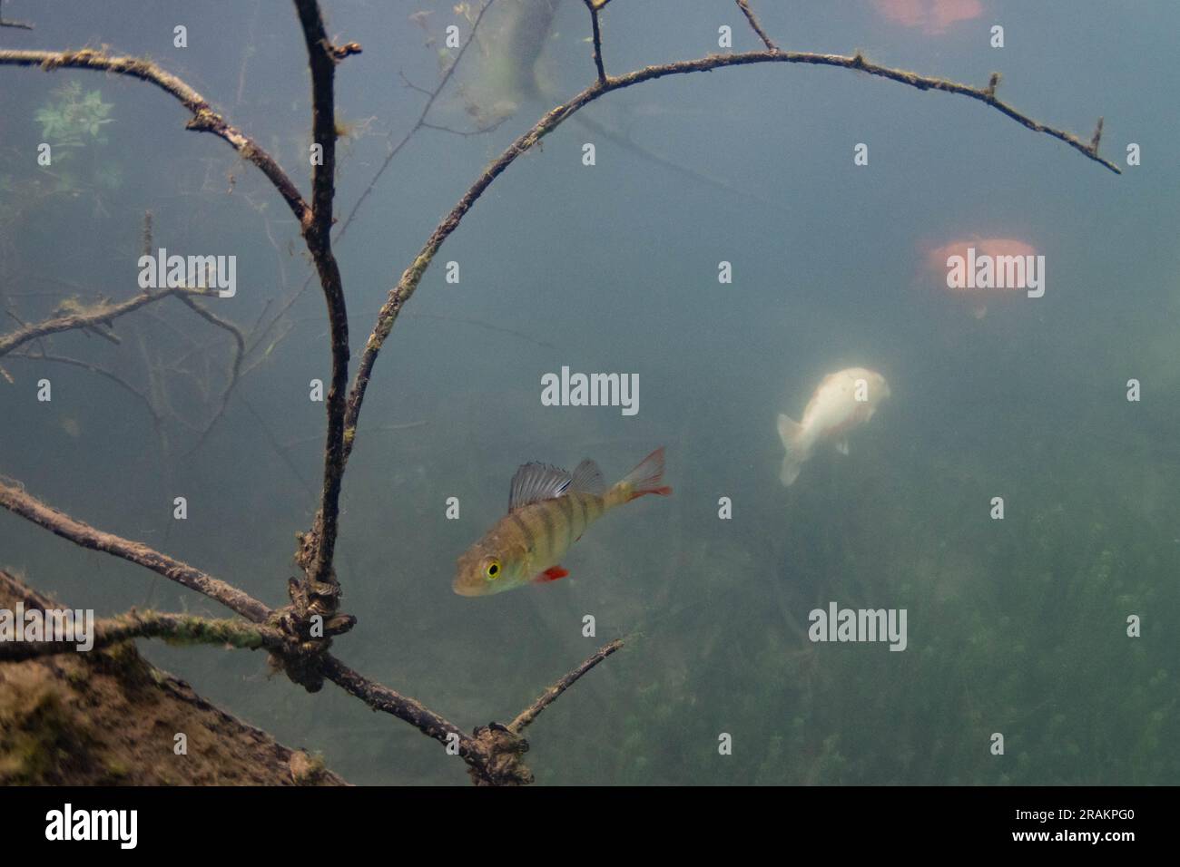 perch hanging around tree roots Stock Photo - Alamy