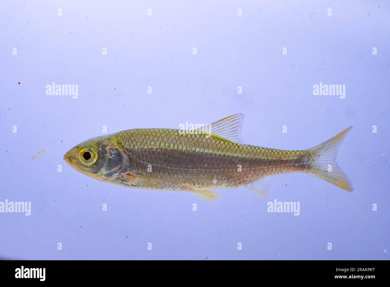 Roach x rudd hybrid hi-res stock photography and images - Alamy