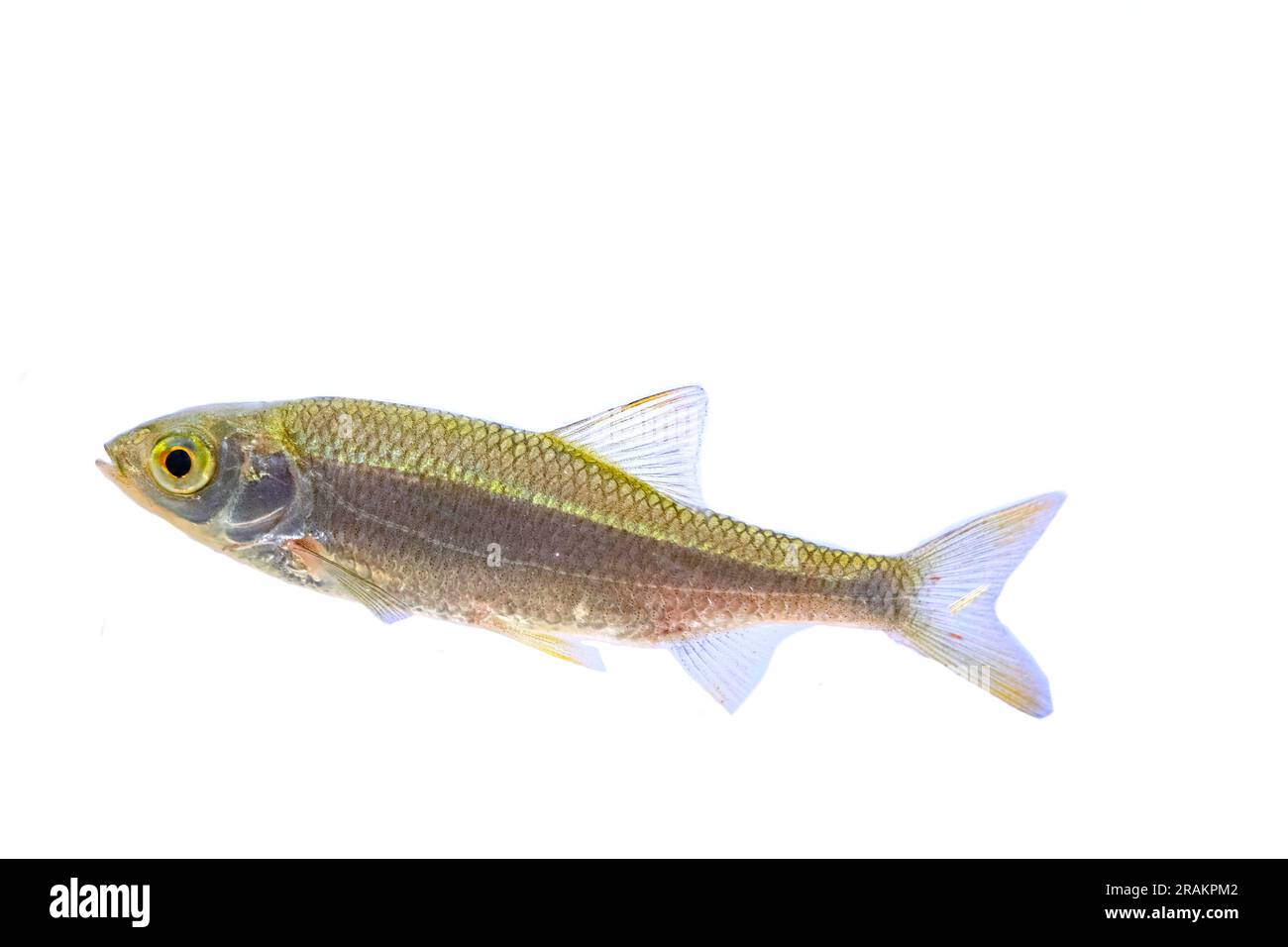 Hybrid x Cut Out Stock Images & Pictures - Alamy