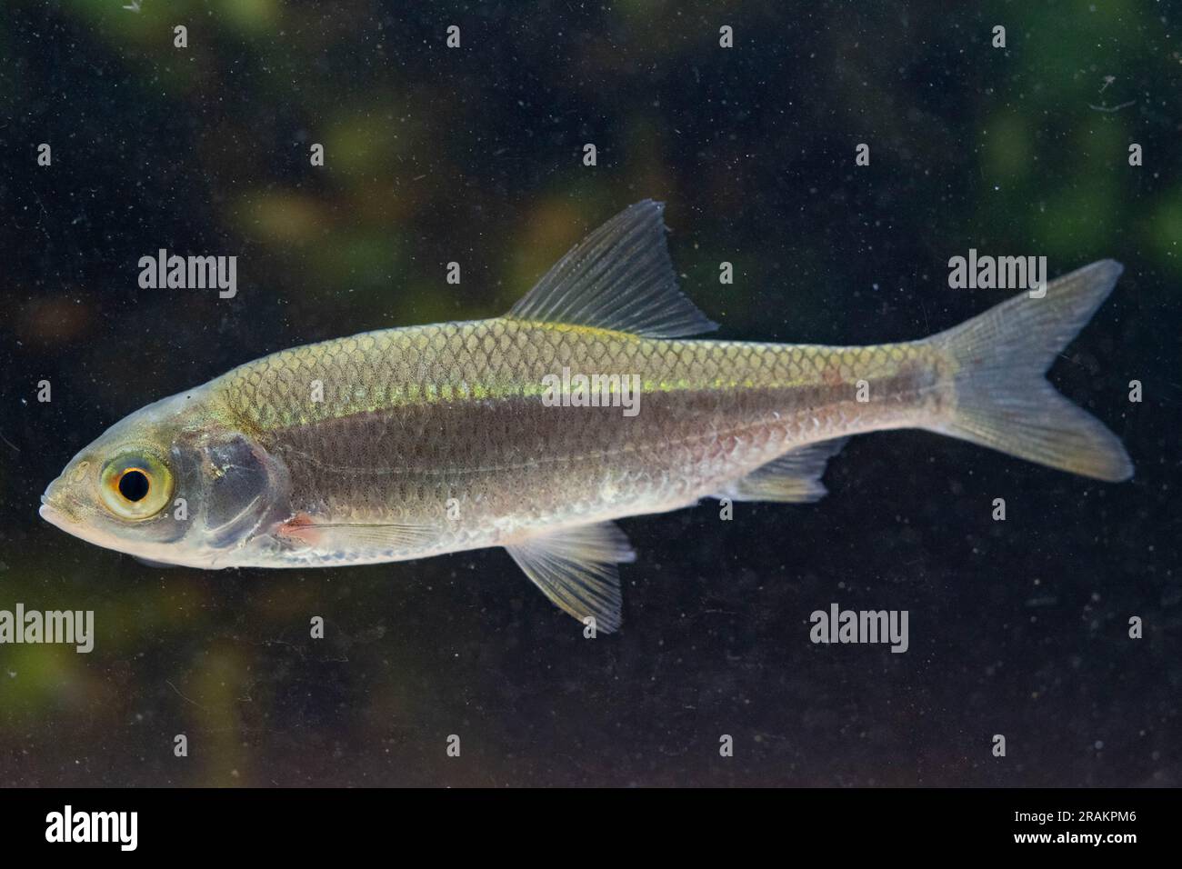 roach x rudd hybrid fish Stock Photo - Alamy