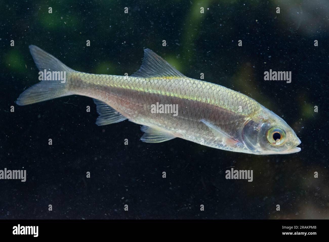 roach x rudd hybrid fish Stock Photo - Alamy