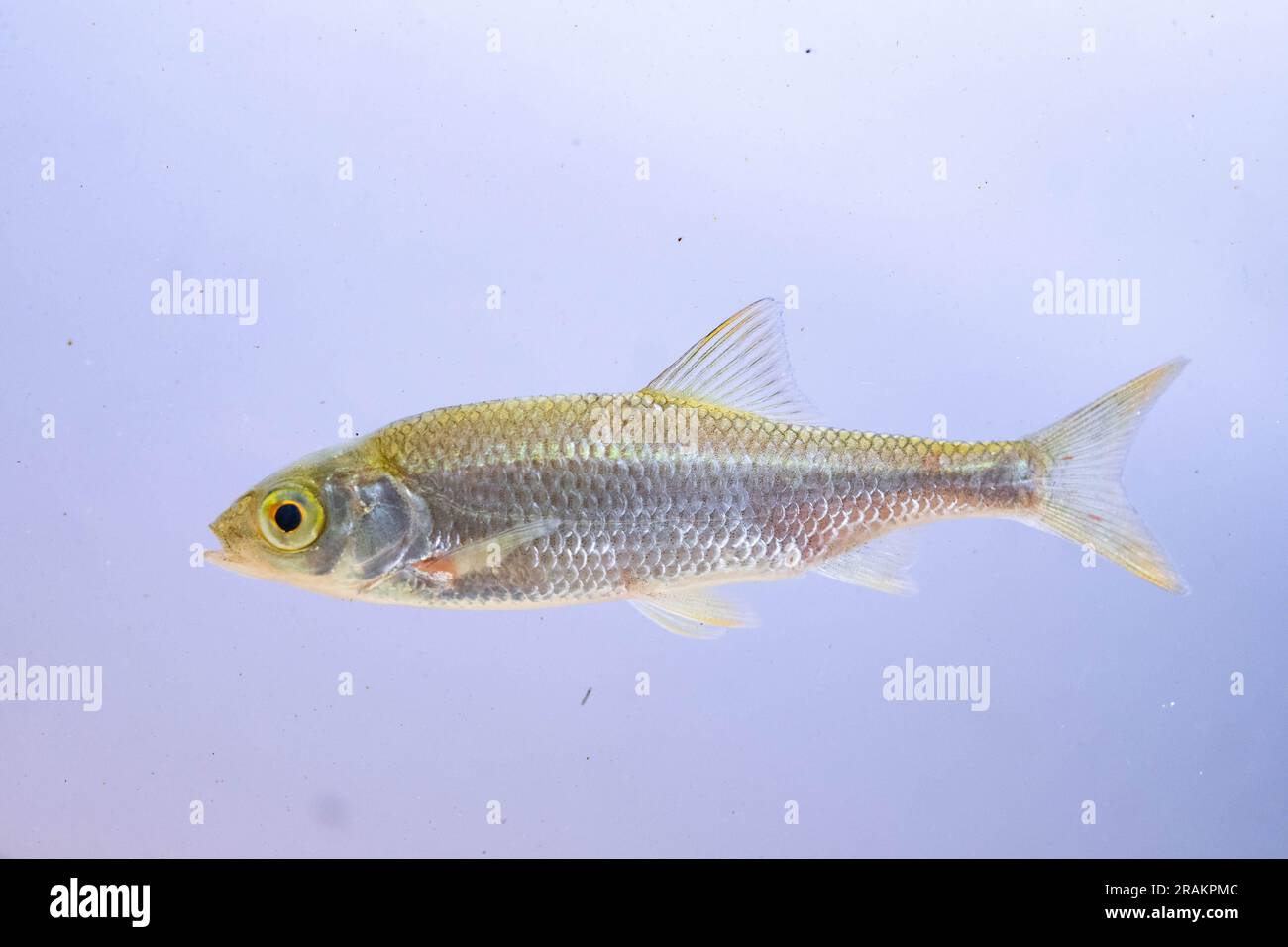 Roach x rudd hybrid hi-res stock photography and images - Alamy