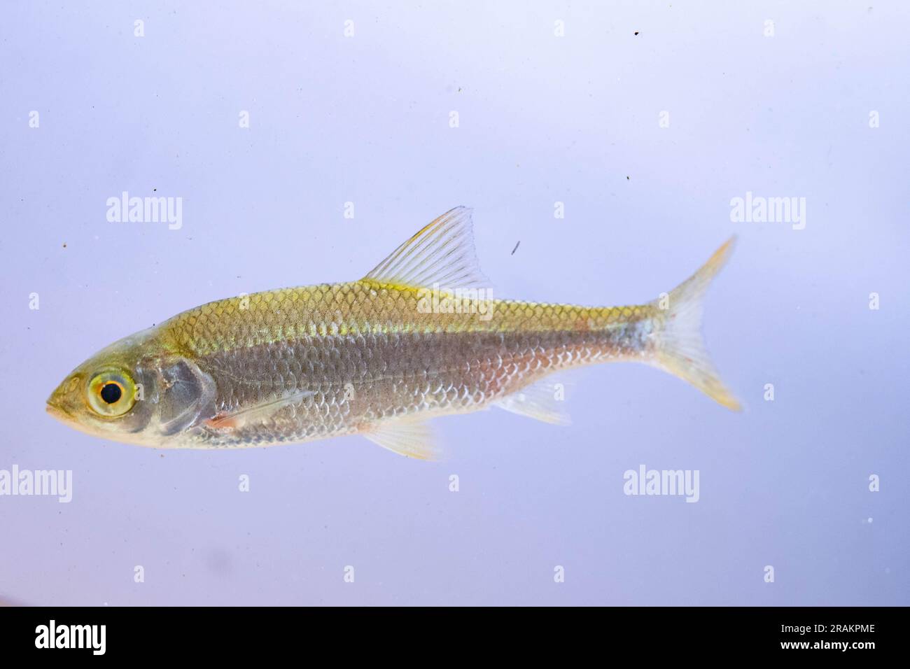 Hybrid fish hi-res stock photography and images - Alamy