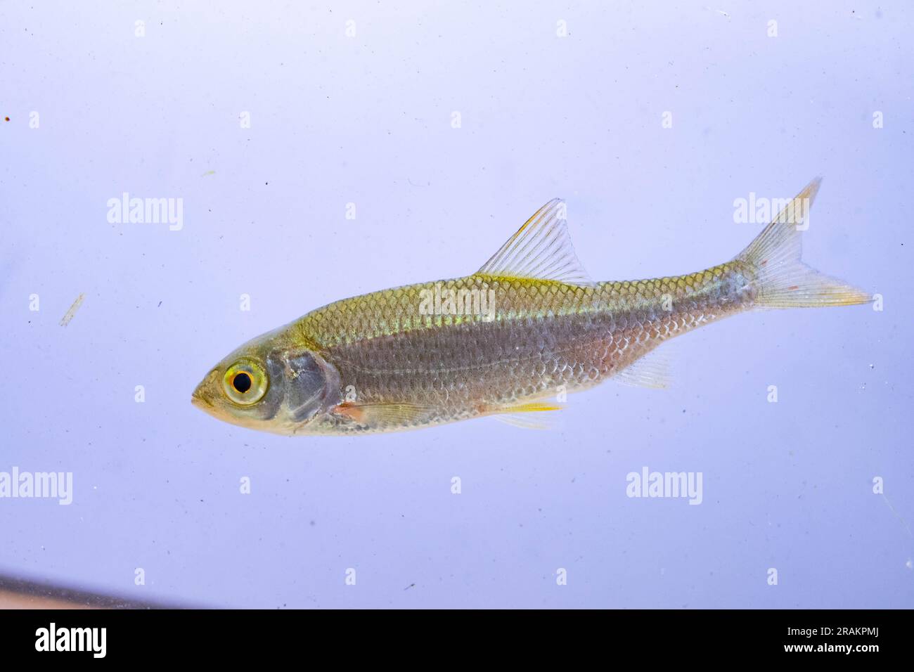 roach x rudd hybrid fish Stock Photo - Alamy