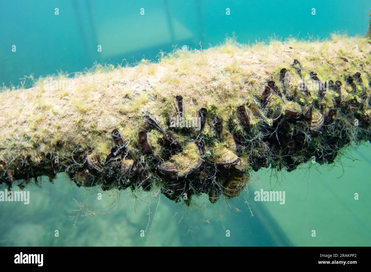 zebra mussels on the lake Stock Photo - Alamy