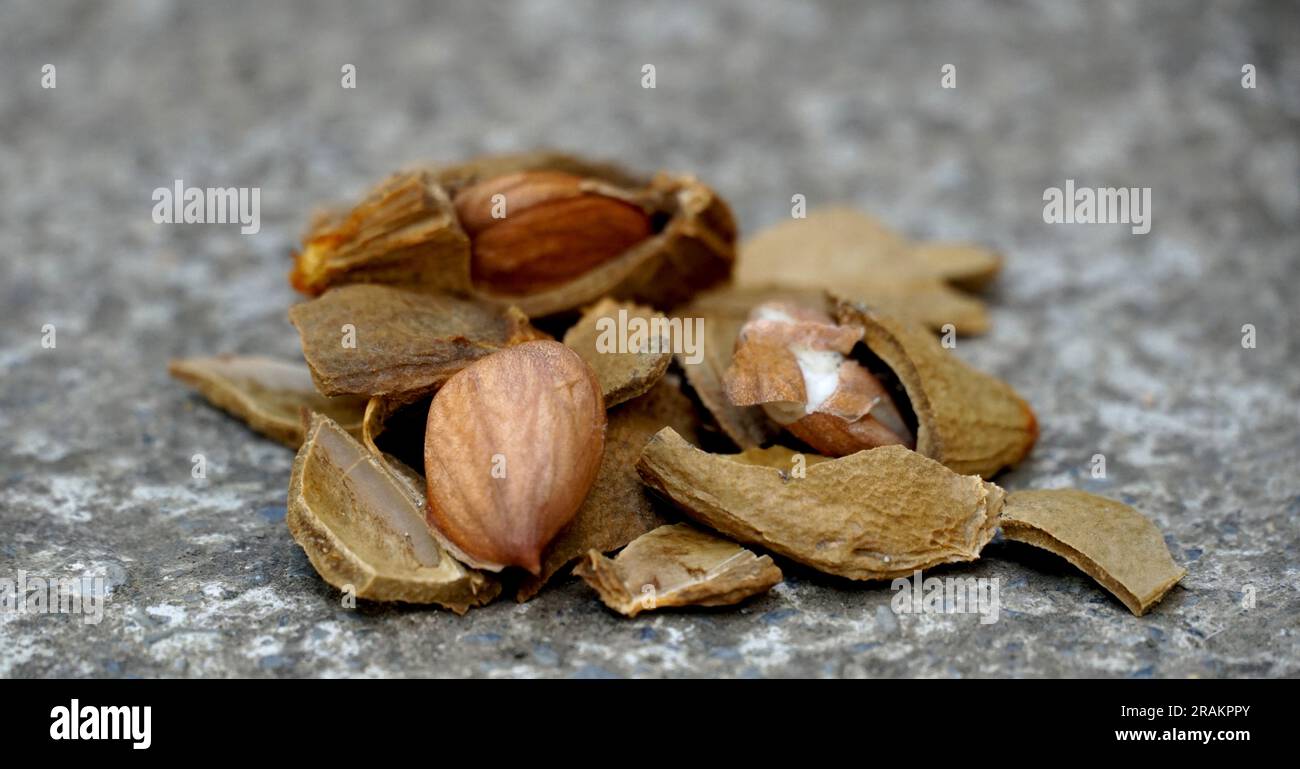 apricot fruit kernel,pit on concrete background Stock Photo - Alamy