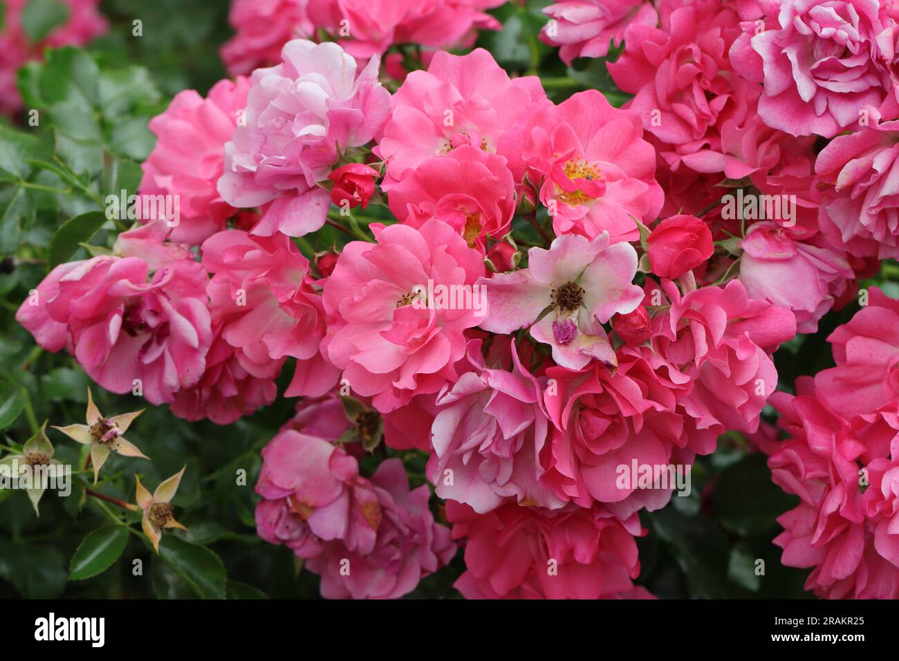 Close-up of the beautiful blooming and fading flowers of a pink ground ...