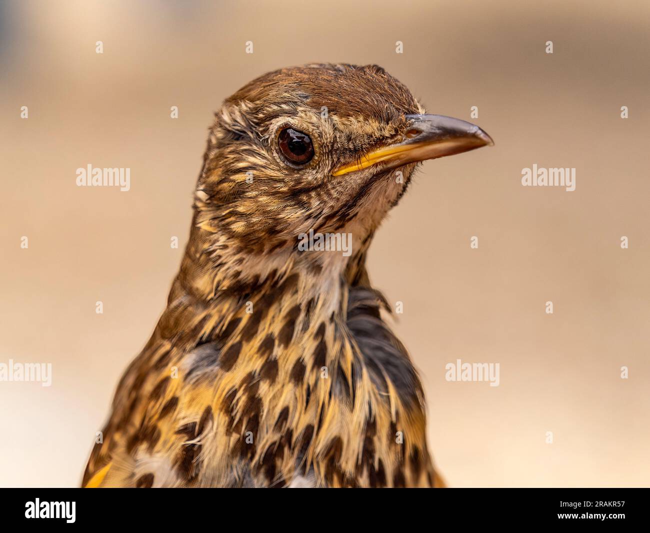 Close up portrait of a juvenile song thrush, Isles of Scilly 2023 Stock ...