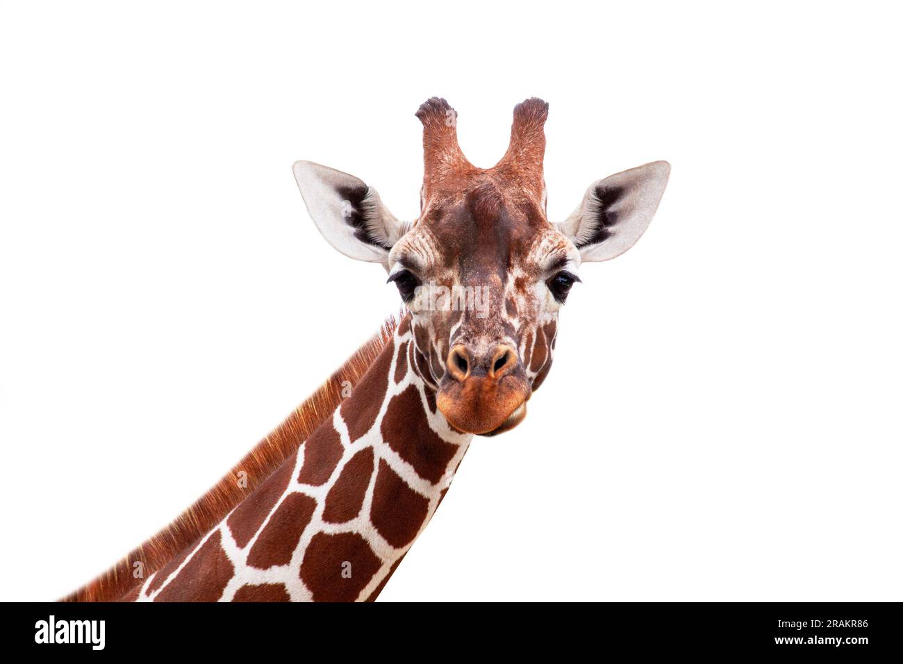 Girafe camouflage Cut Out Stock Images & Pictures - Alamy