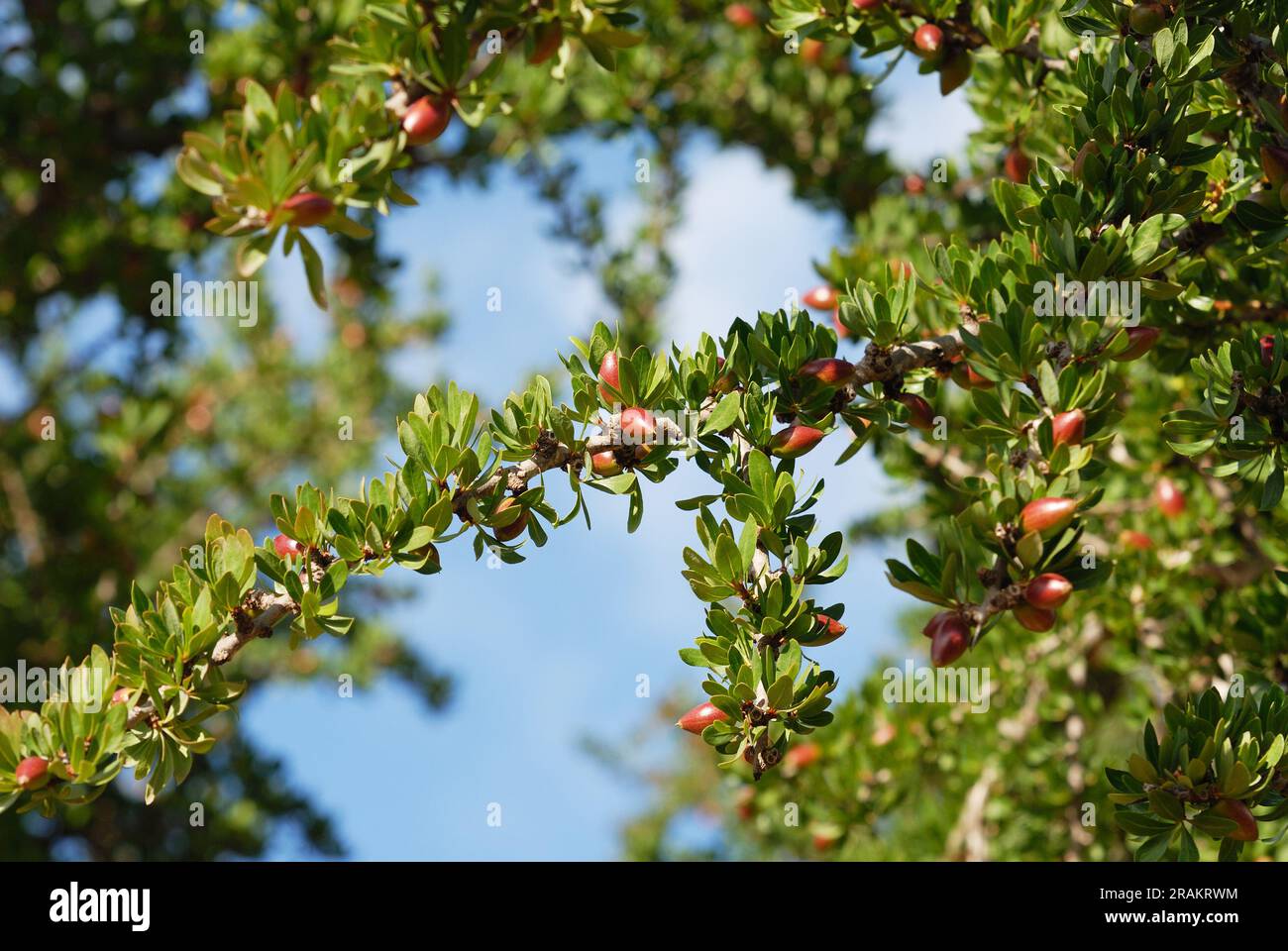 Focus of the famous argan tree nuts. The argan tree is in the ...