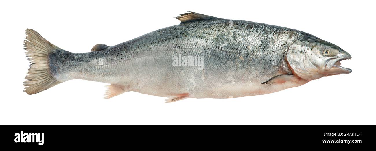 Fresh Atlantic salmon on a white isolated background. Big fresh salmon ...
