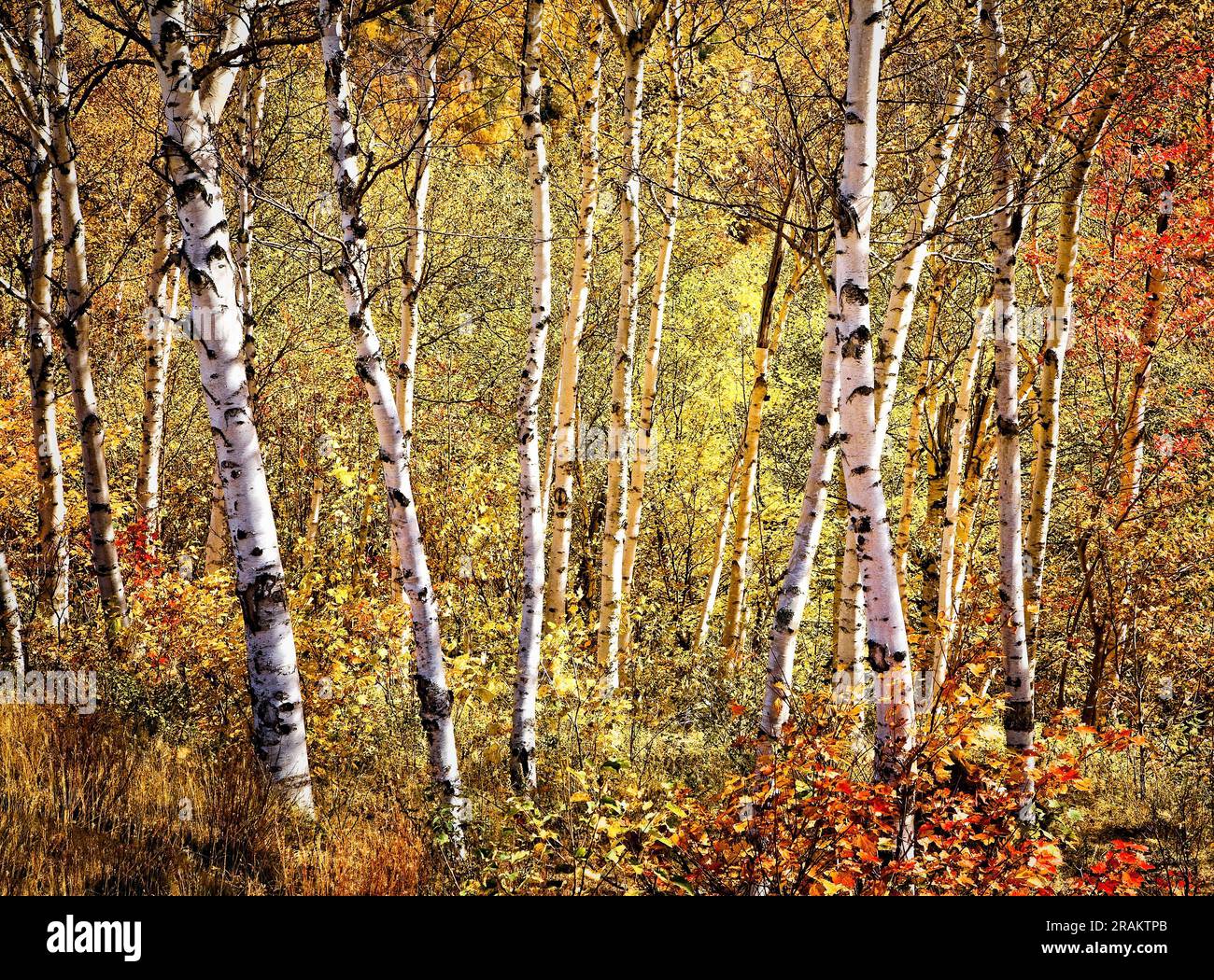 0092nh hi-res stock photography and images - Alamy