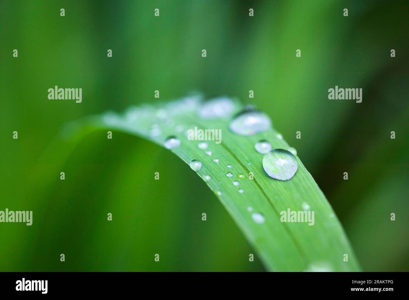 Raindrops collect on a plant leaf after a brief rain Stock Photo - Alamy