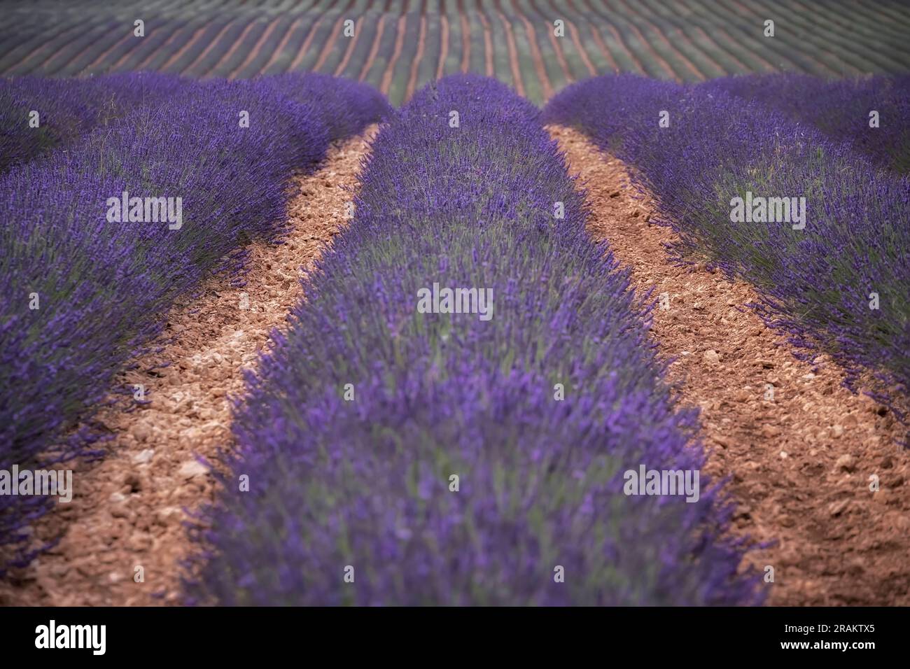 perspective of a few rows of lavender flowers with selective focus in ...