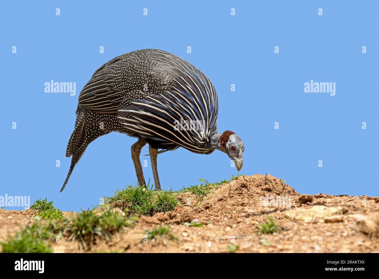 Vulturine guineafowl (Acryllium vulturinum) foraging against blue sky ...