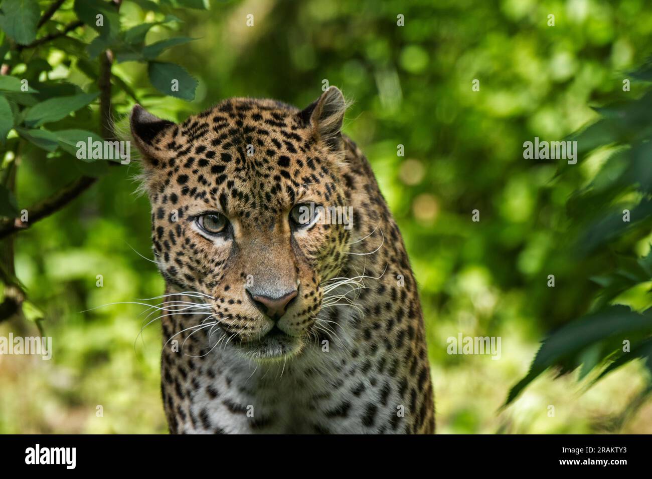 Javan leopard (Panthera pardus melas) stalking prey in tropical rain forest, native to the ...