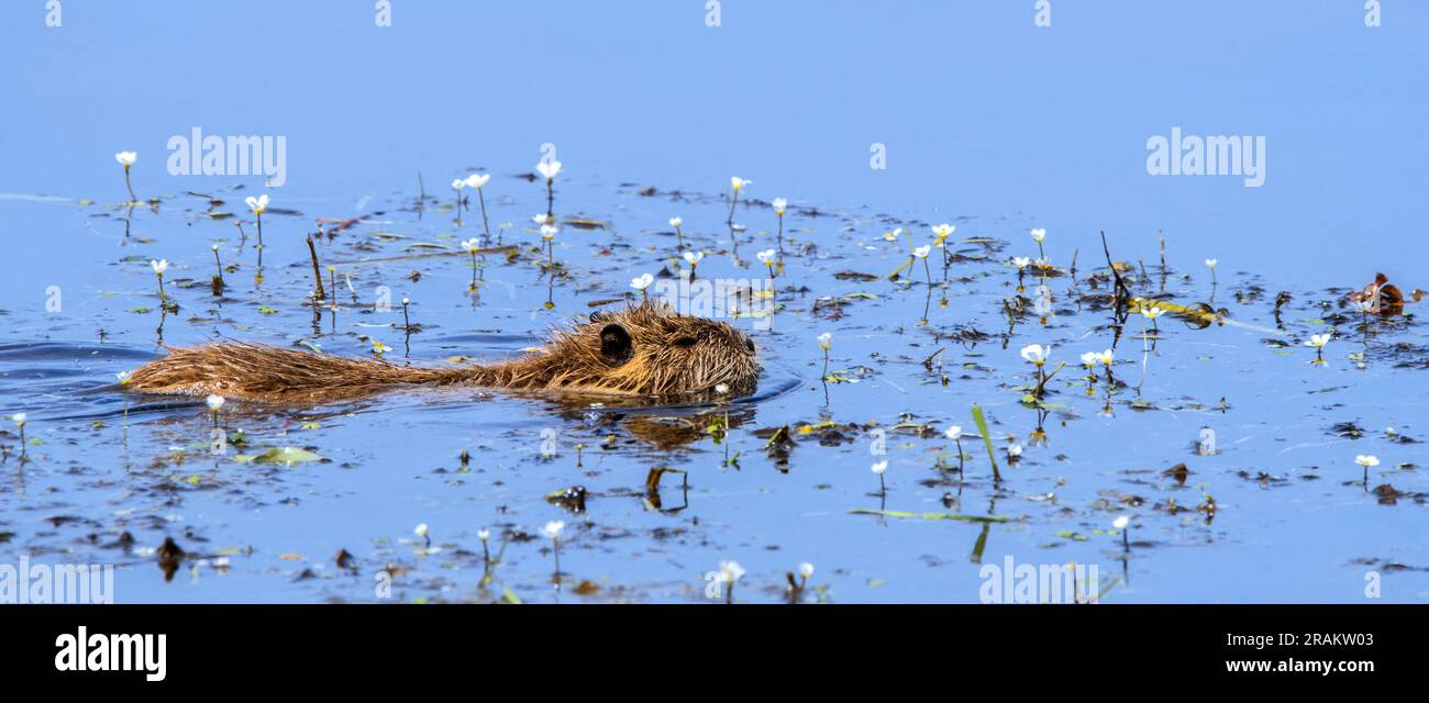 Coypu / nutria (Myocastor coypus) swimming in pond among water-crowfoot ...