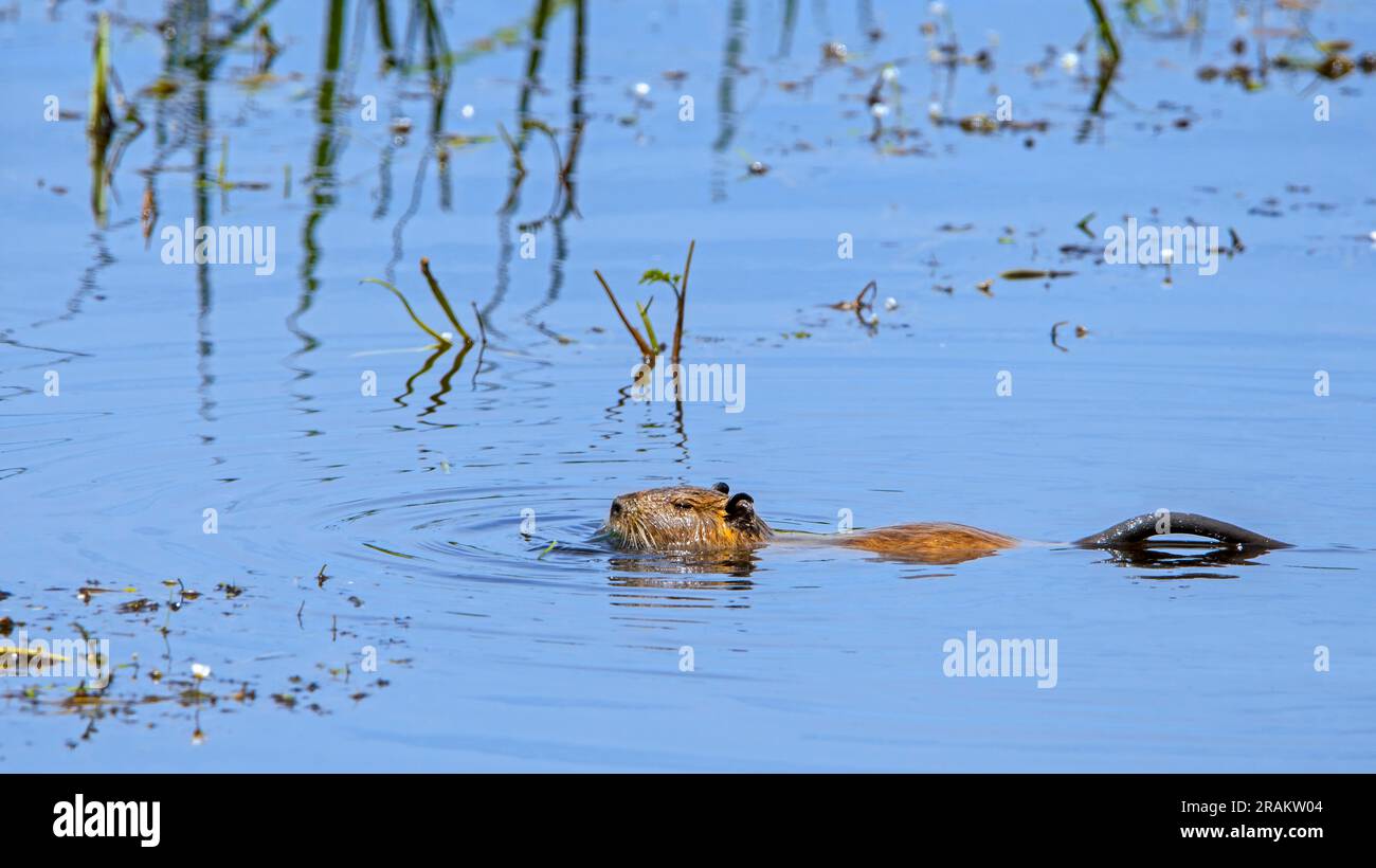 Coypu / nutria (Myocastor coypus) foraging in pond, La Brenne, France ...