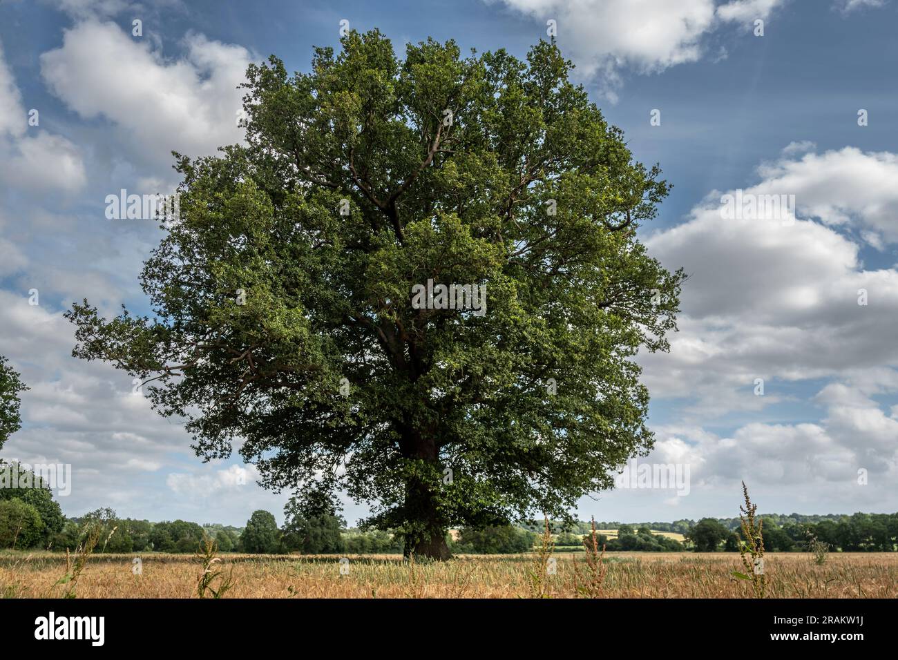 Rural kent hi-res stock photography and images - Alamy