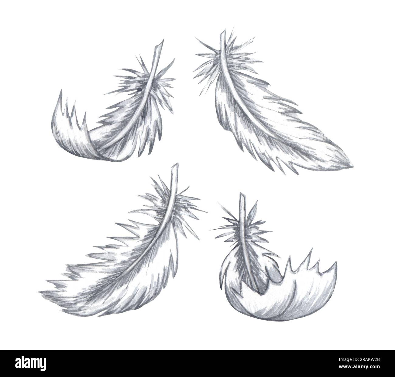 Falling Feather Sketch