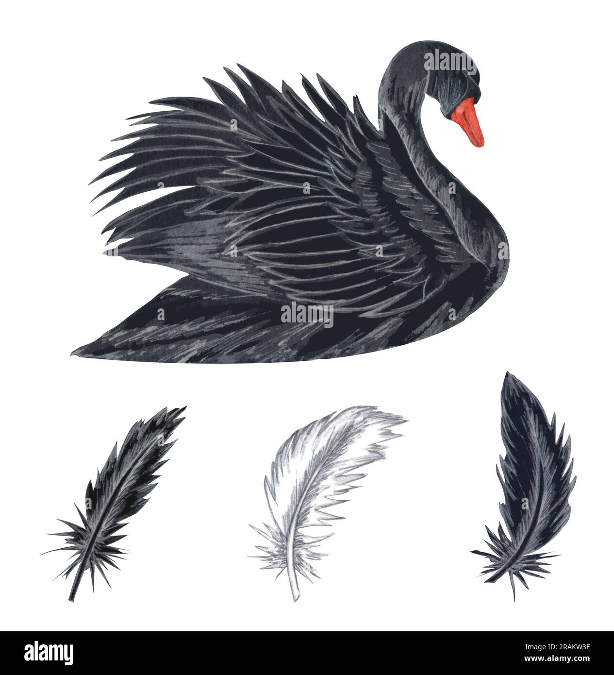 Watercolor illustration of black swan. Hand drawn white feathers ...