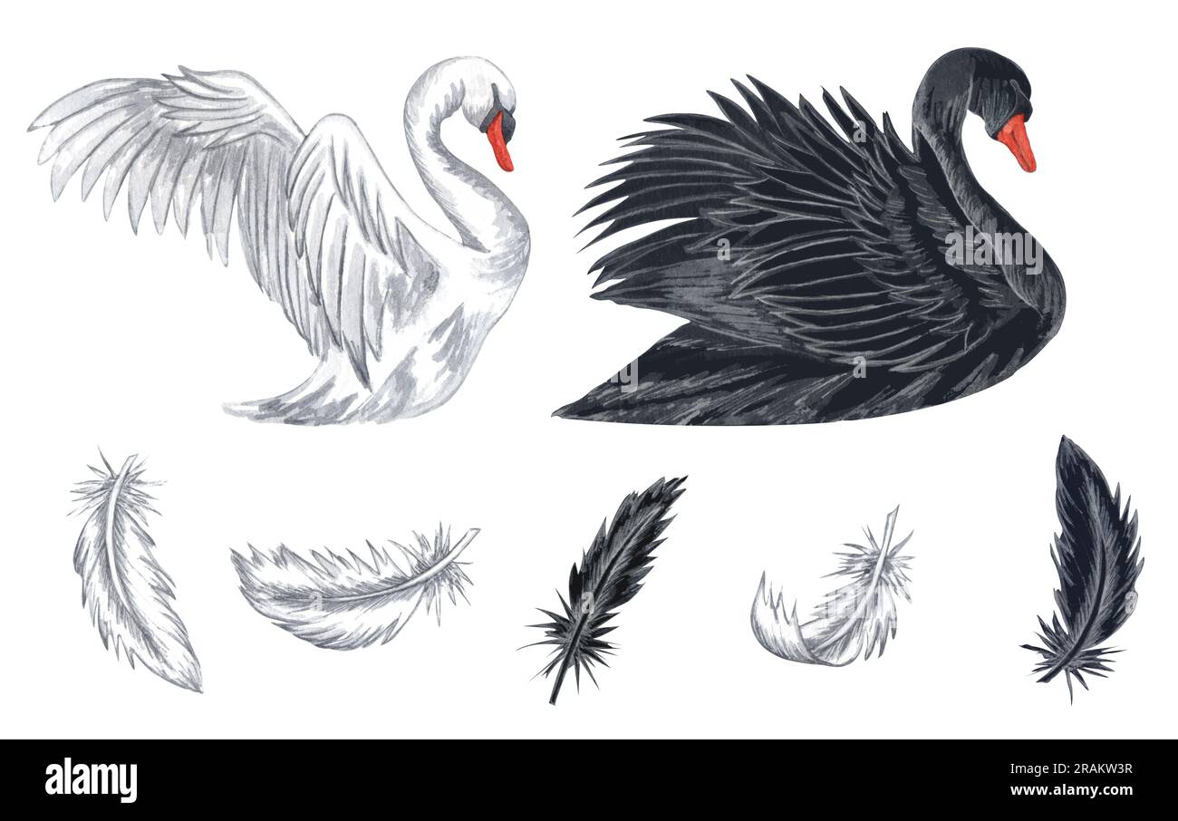 Watercolor illustration of white and black swans. Hand drawn white and ...