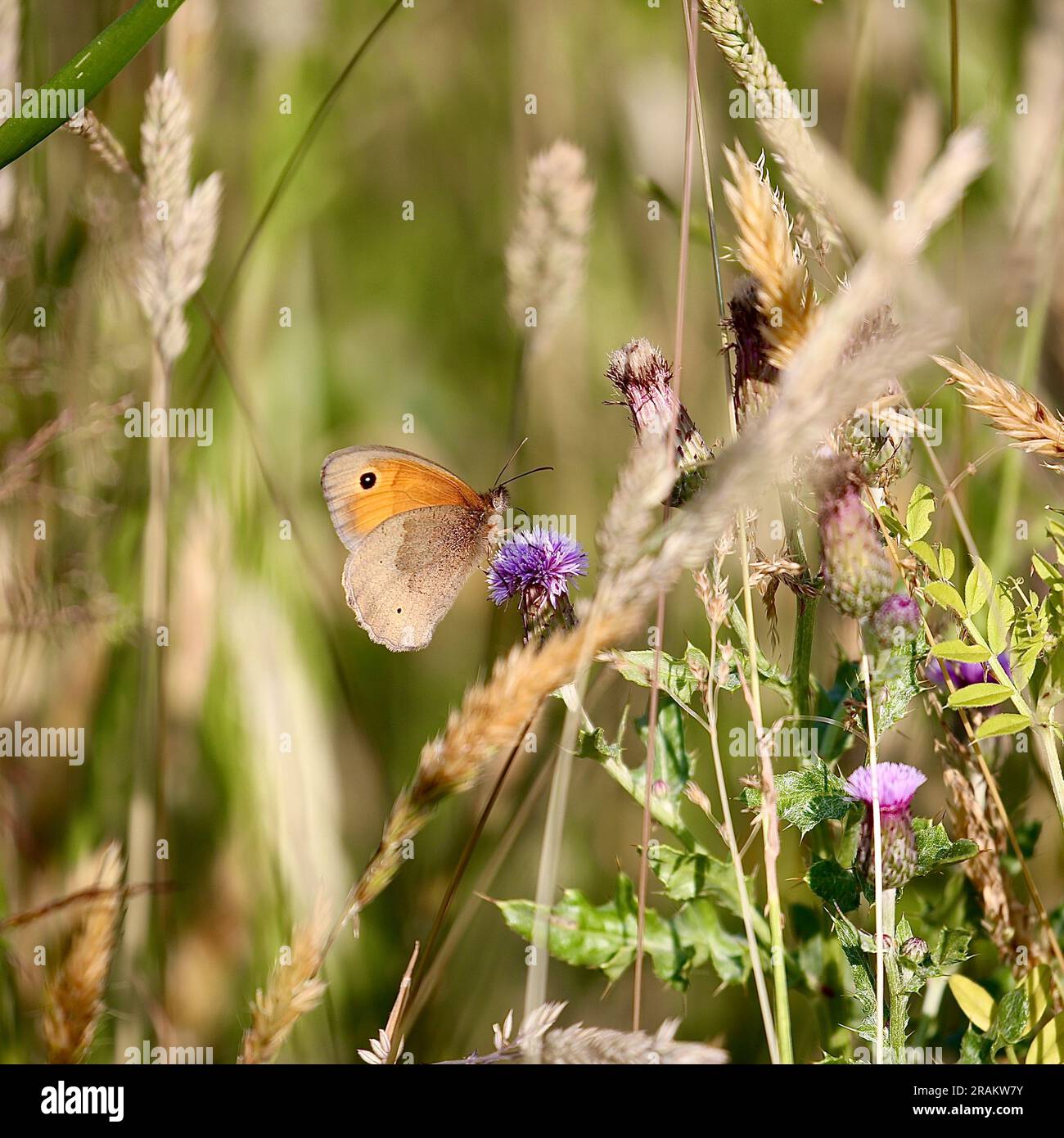 Wildflowers meadow and butterfly hi-res stock photography and images ...