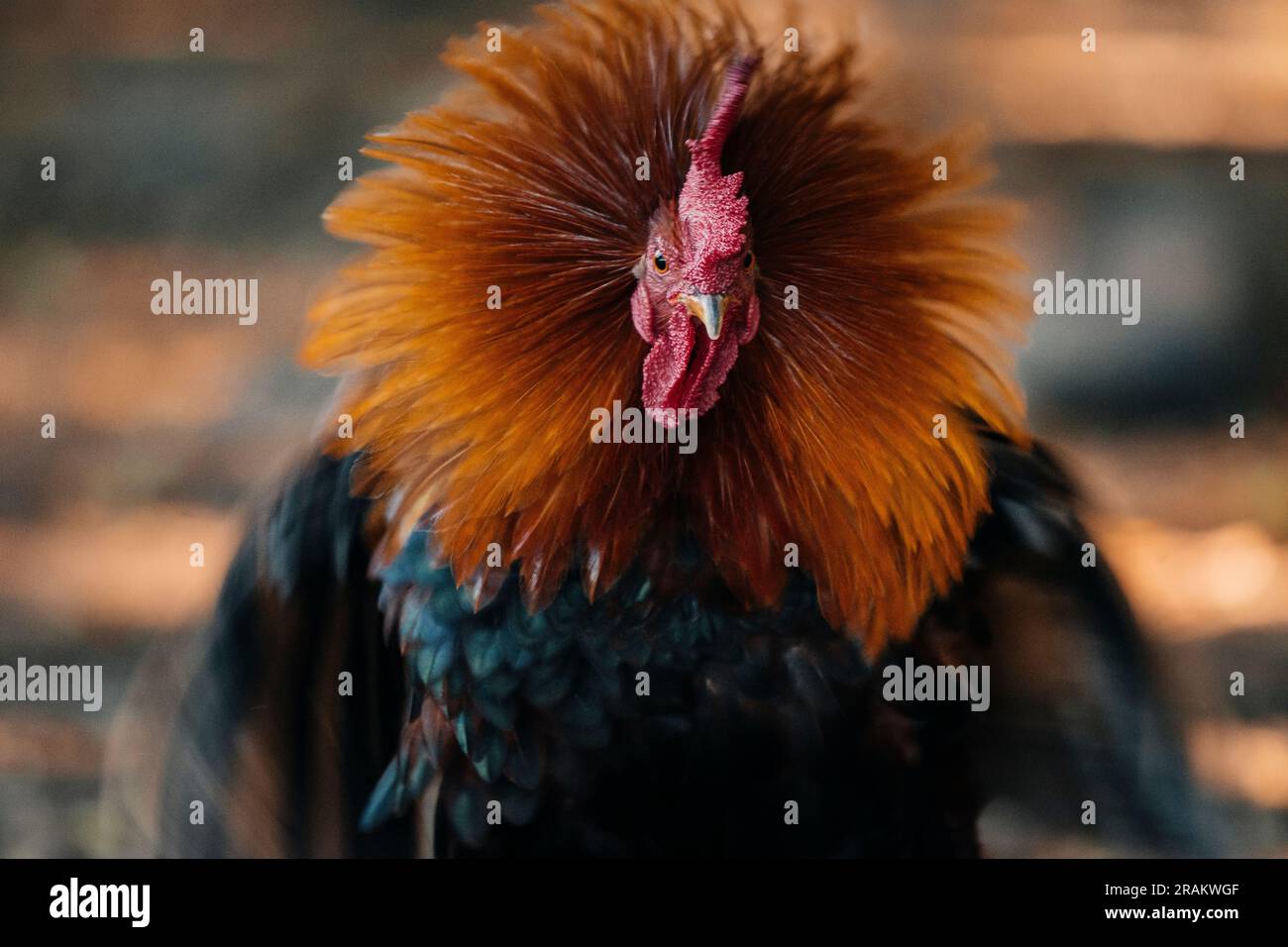 Maui chicken hi-res stock photography and images - Alamy