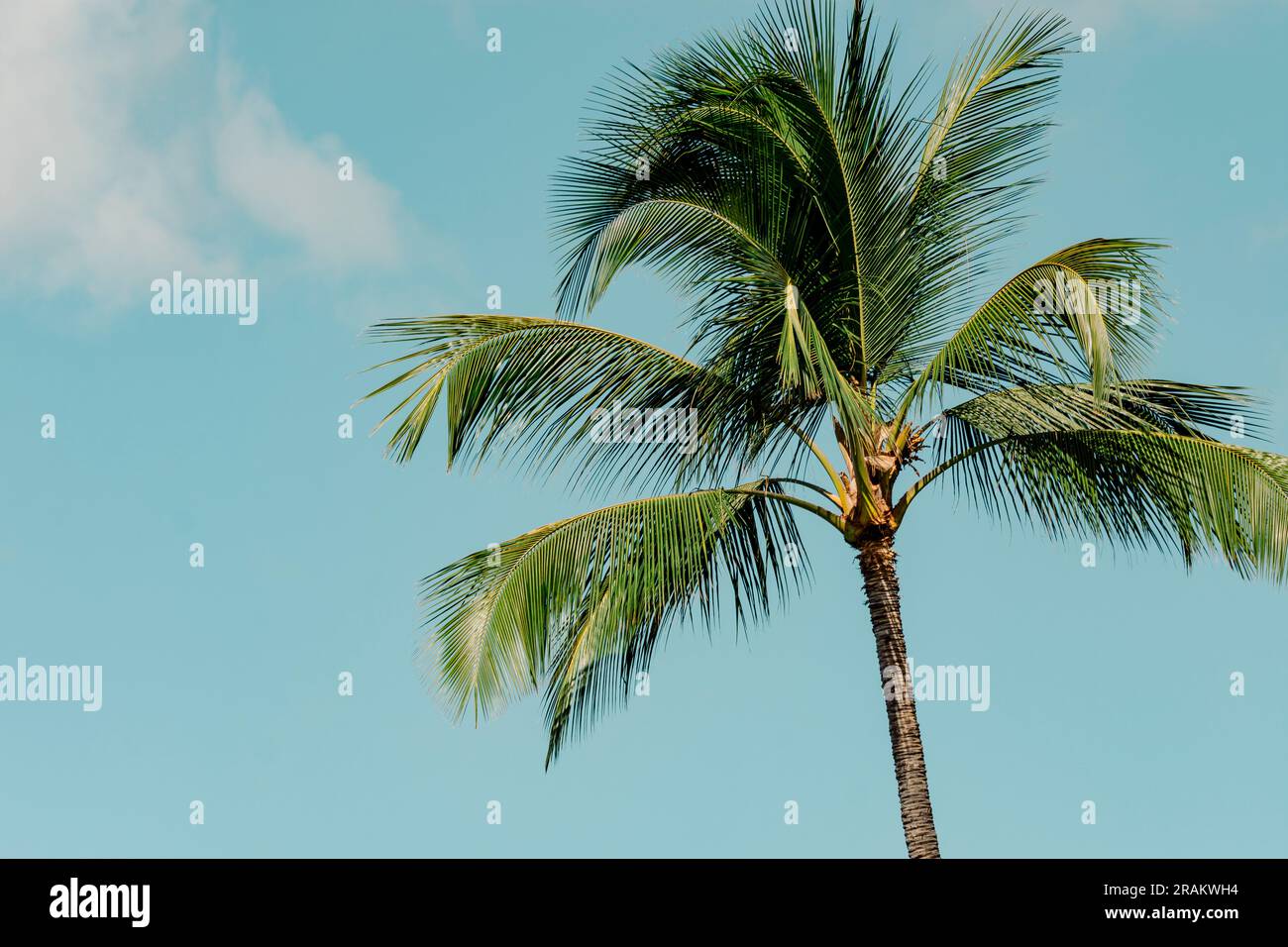 Sunny palm tree hi-res stock photography and images - Alamy