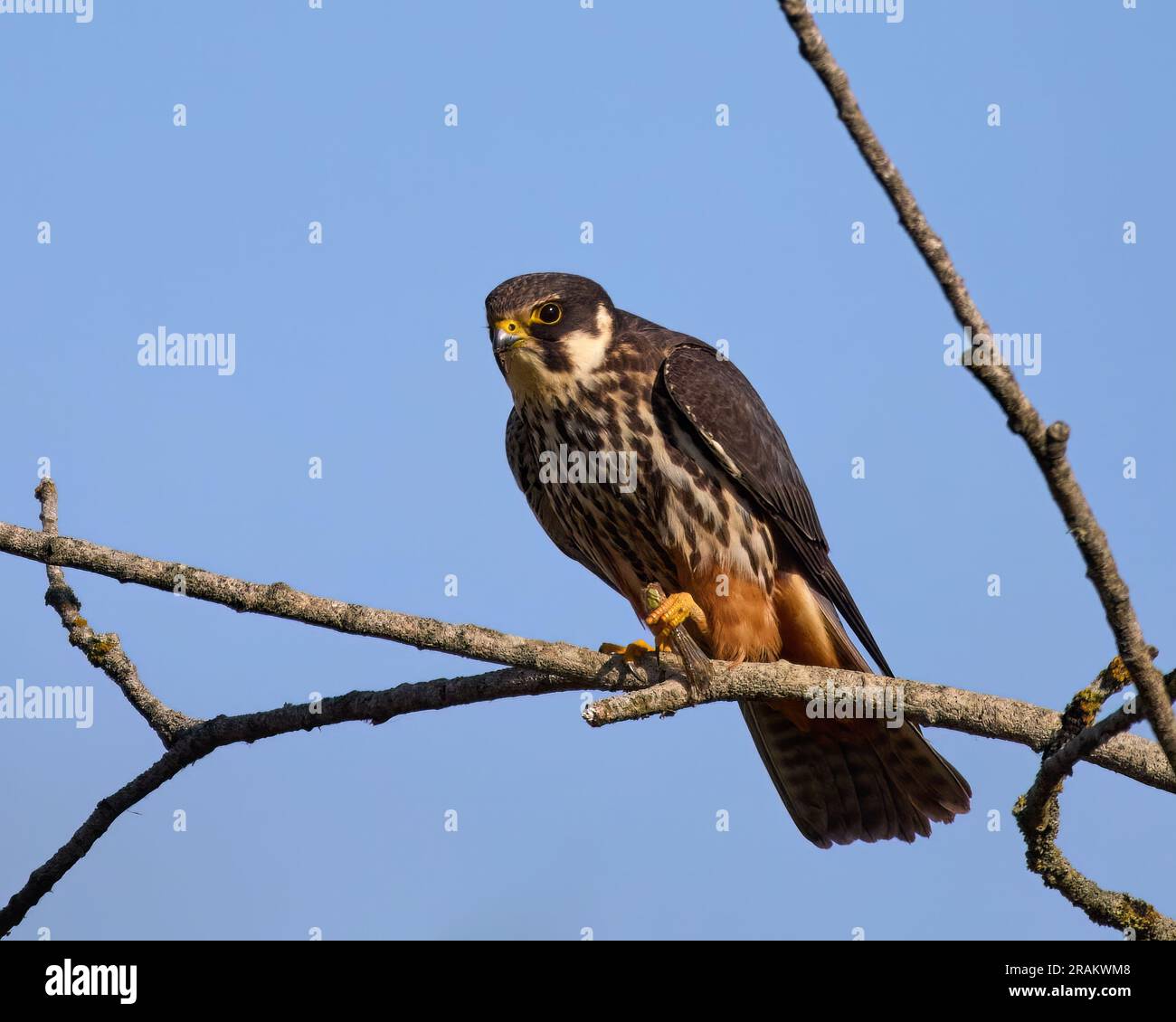 Eurasian hobby (Falco subbuteo) in its natural environment Stock Photo ...