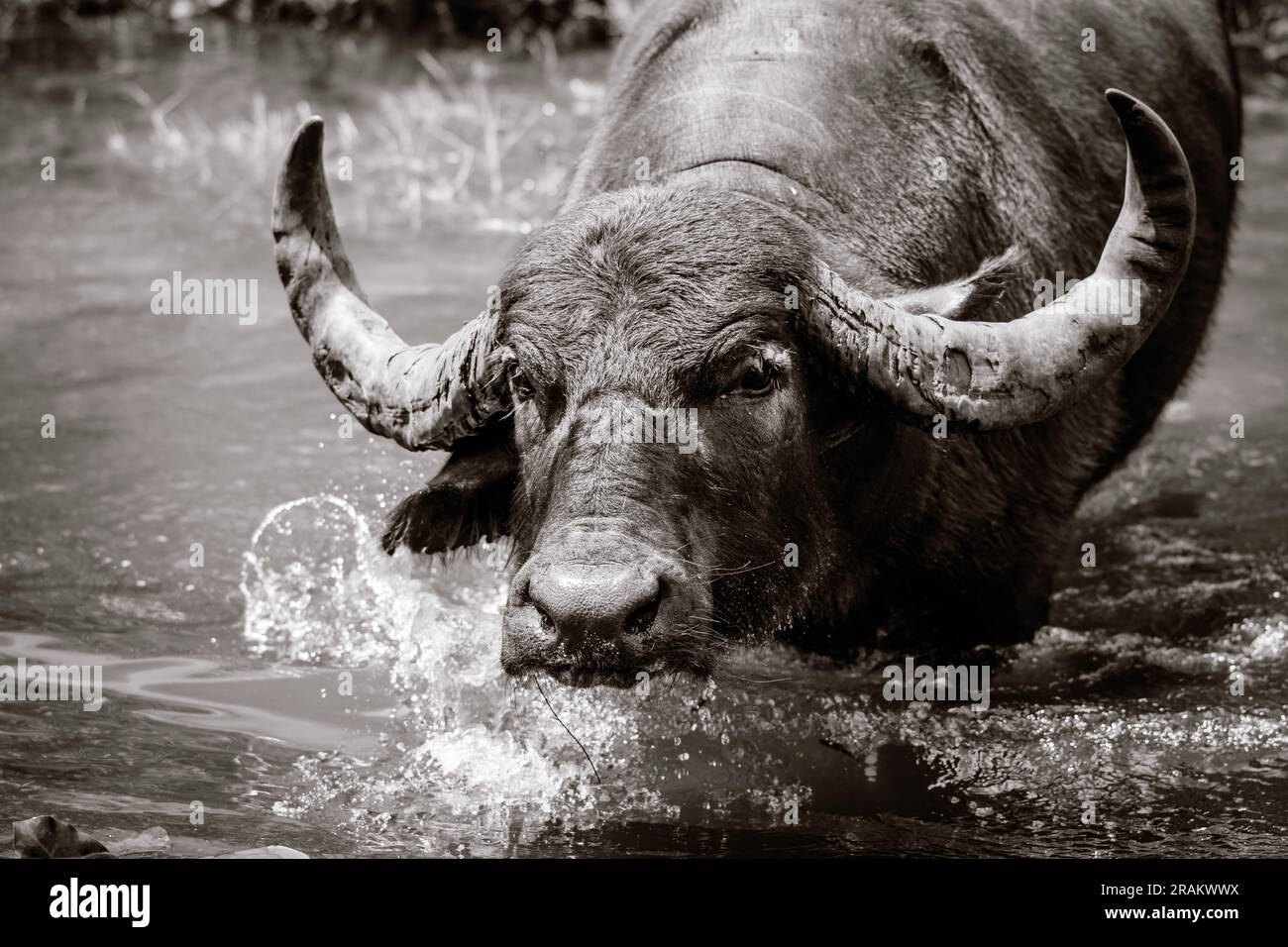 Water buffalo swimming hi-res stock photography and images - Alamy