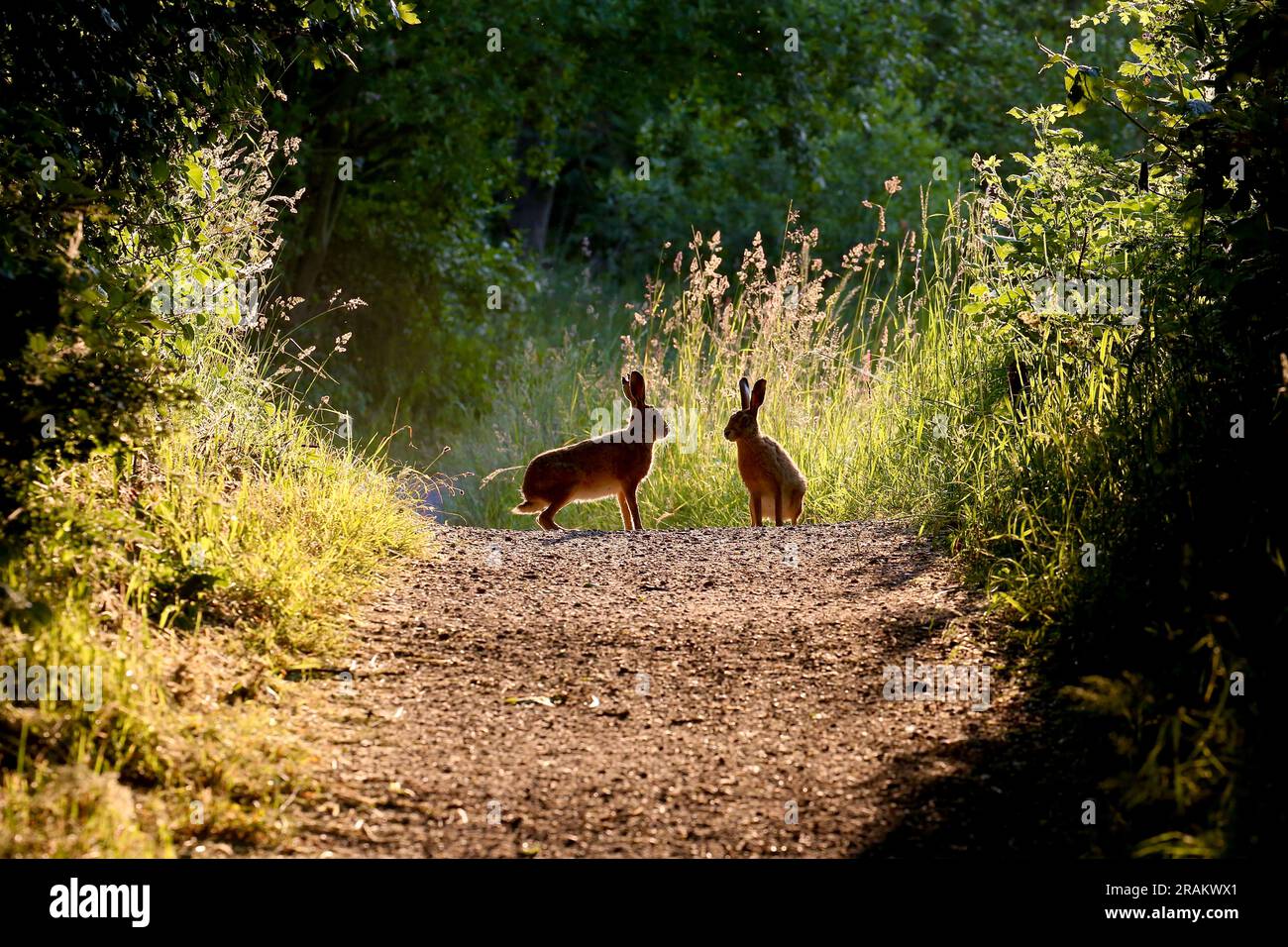 Love hares hi-res stock photography and images - Alamy