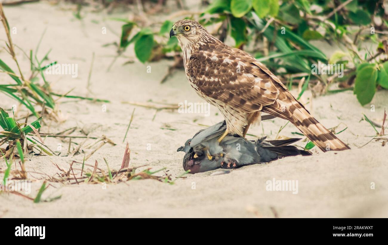 Bird hunting on the beach 02 Stock Photo - Alamy