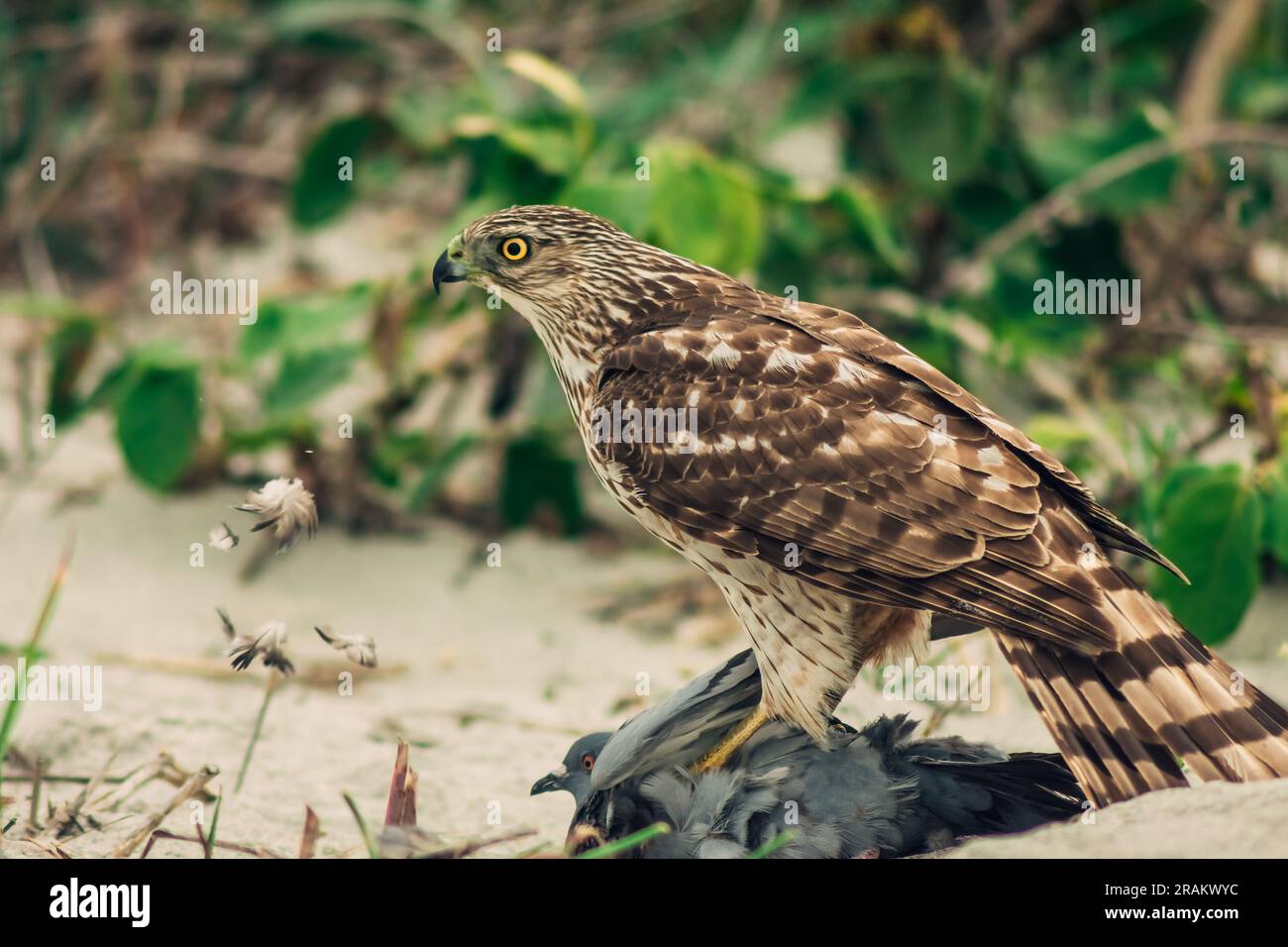 Bird hunting on the beach 01 Stock Photo - Alamy